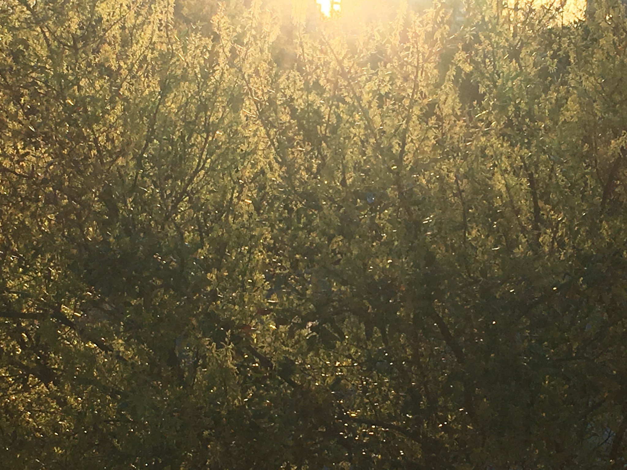 CraveyLaw – Law Practice of Robin T. Cravey